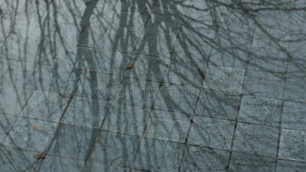 Reflection of Bare Tree Limbs in a Pool and Square Tile Pattern Stock ...
