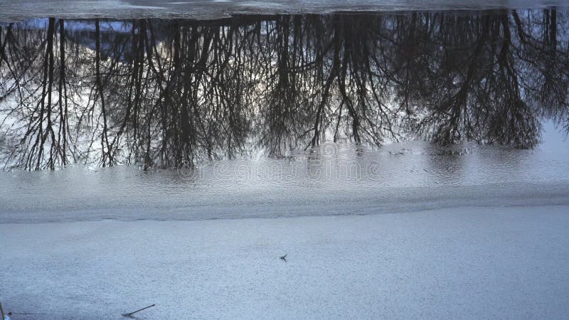 Reflection of Bare Trees on a Slowly Freezing River at Evening Stock ...