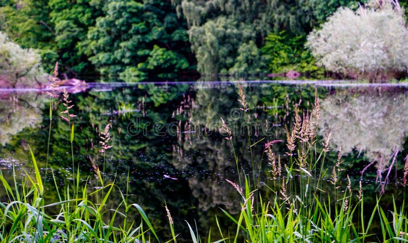 Reflection of the Beautiful Green Vegetation on the Smooth Water ...