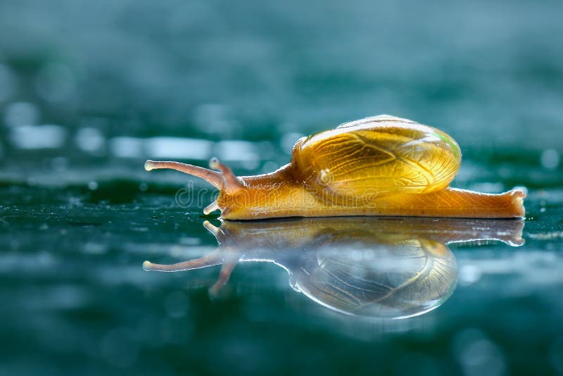 Reflection beauty snail stock photo. Image of invertebrate - 187904748