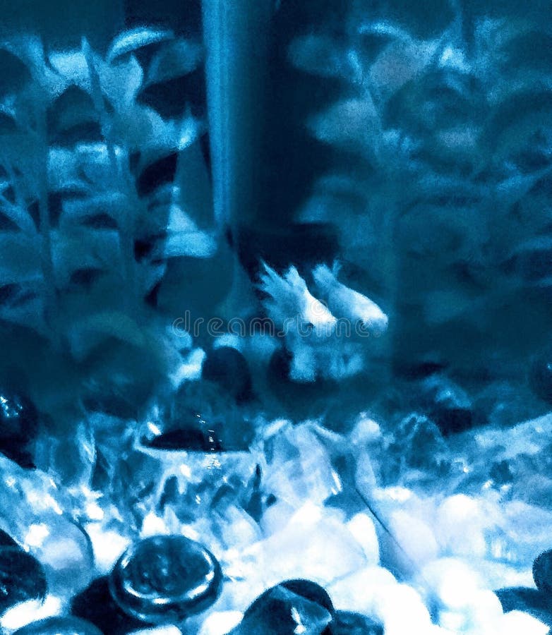 Reflection stock photo. Image of reflection, fish, betta - 164942466