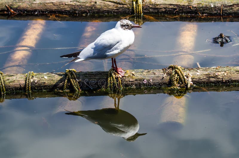 Water, Reflection, Bird, Pond Picture. Image: 118940092