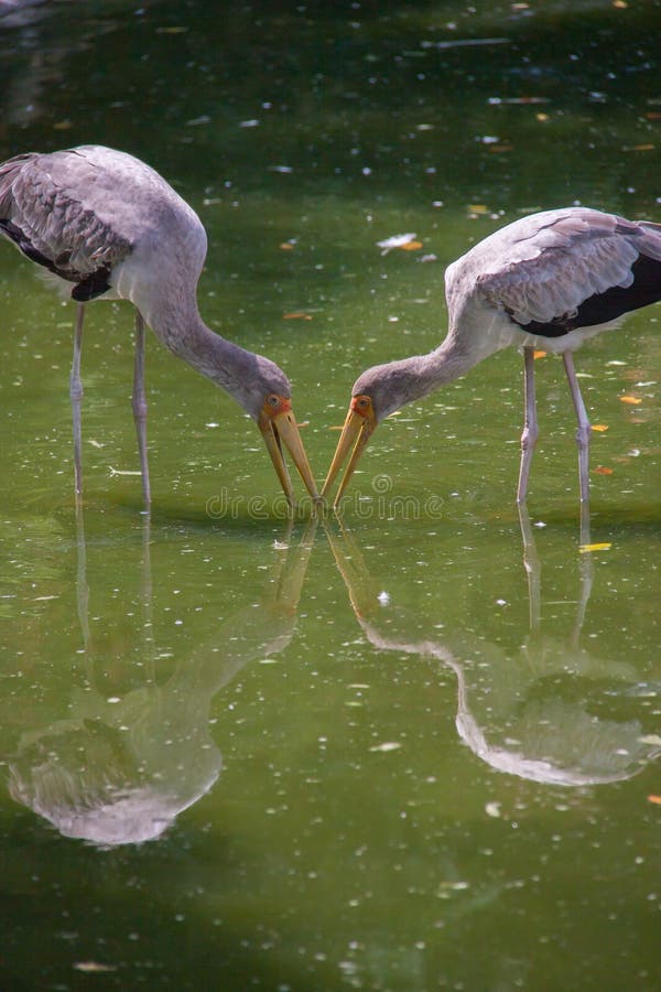 Bird reflection stock photo. Image of harmonic, billed - 32694674