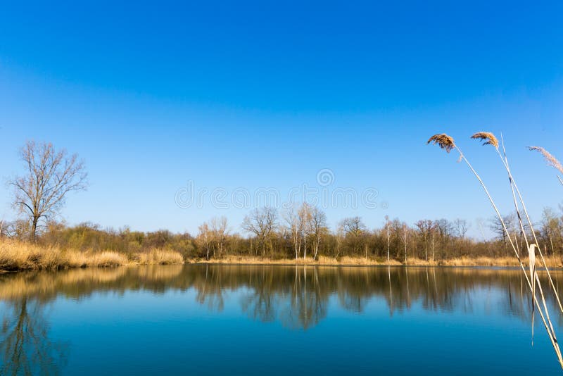 Reflection on Blue Calm Lake Stock Image - Image of gold, phragmites ...