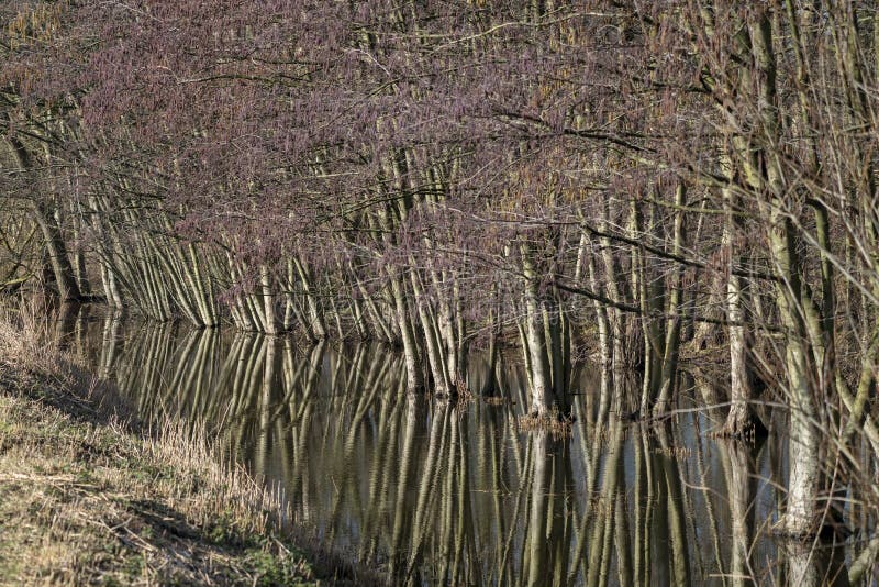Reflection of Bold Trees in Early Spring Stock Image - Image of bold ...