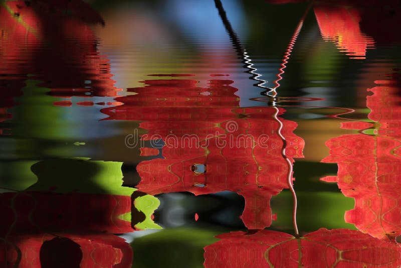 Maple Leaves Reflections in Water with Waves Stock Photo - Image of ...