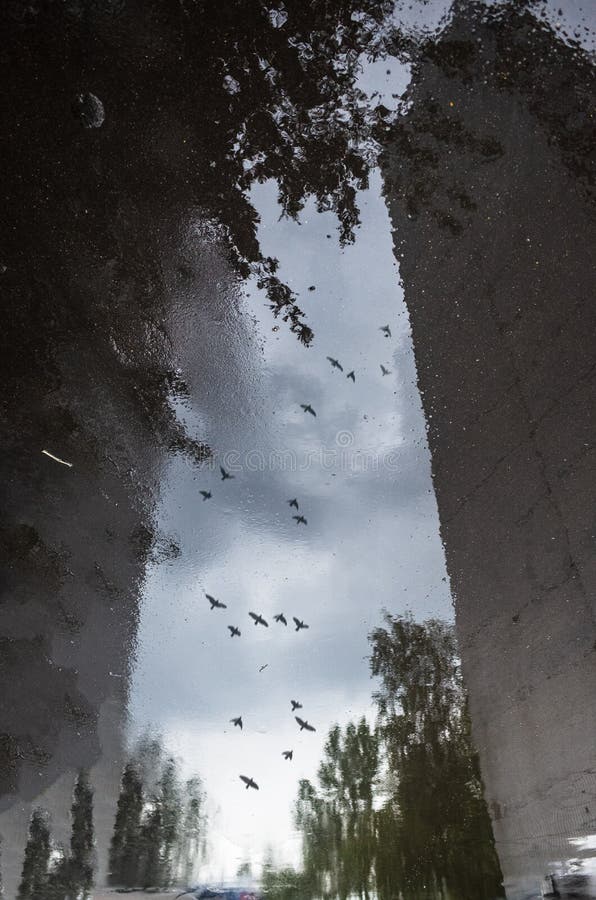 Reflection of a Building and a Flying Birds in a Puddle on the Asphalt ...