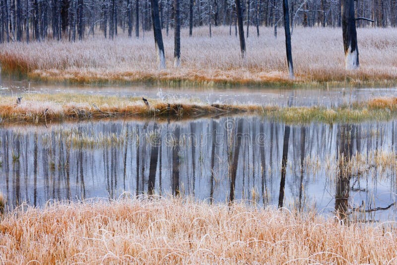 Reflection of Burned Trees in Cold Water Stock Image - Image of frost ...