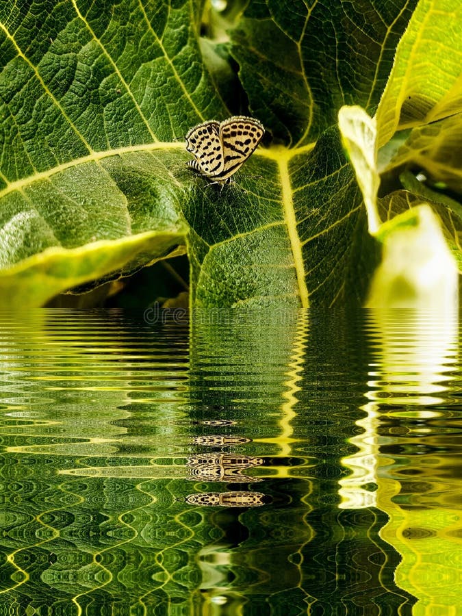 Reflection of a Butterfly in Water Stock Photo - Image of tree, autumn ...