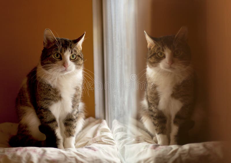Cat by window stock image. Image of light, sillohette, camera - 627741