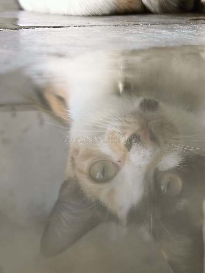 Reflection Cat Eyes Mirror Puddle Calico Stock Photo - Image of eyes ...