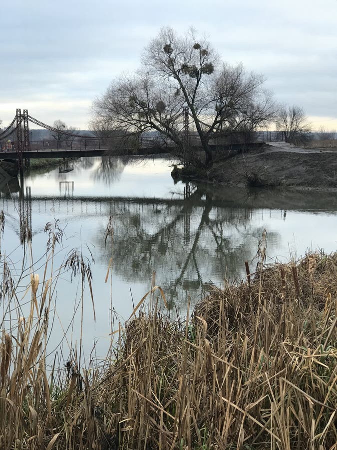 A Leafless Tree and a Bridge are Reflected Onto a Calm River Stock ...