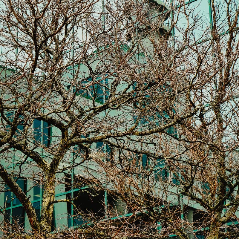 Reflection City Hall Moncton Stock Photos - Free & Royalty-Free Stock ...