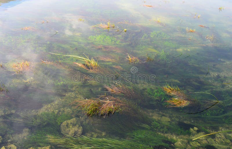 Reflection in a Clear River Stock Image - Image of river, color: 158549929