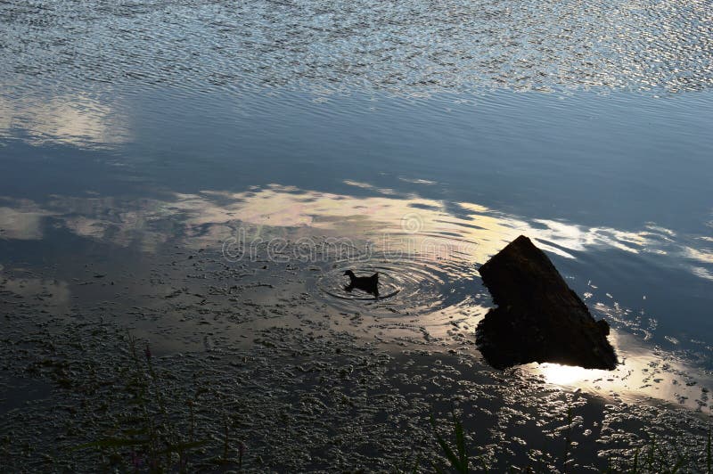 Reflection in a Clear River Stock Image - Image of calm, color: 158549379