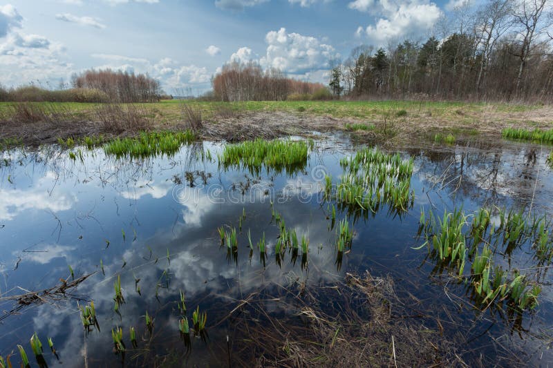 Reflection of Clouds in the Water in the Meadow Stock Photo - Image of ...