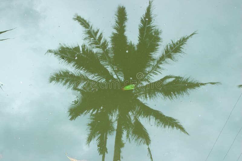 Reflection of Coconut Leaves on Brown. Shadow of Tree Branches in Dirty ...