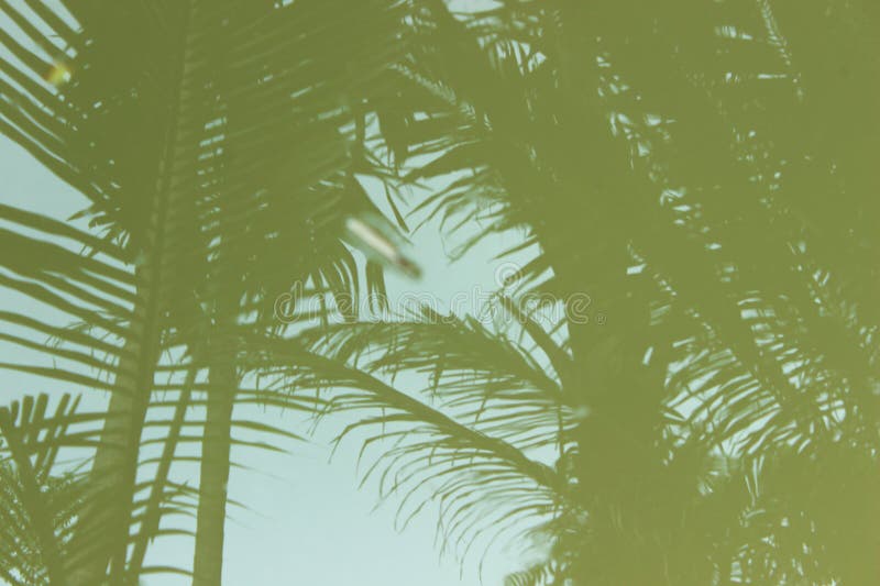 Reflection of Coconut Leaves on Brown. Shadow of Tree Branches in Dirty ...