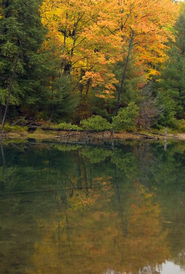 Reflection of Colorful Forest Stock Image - Image of mirror, calm ...