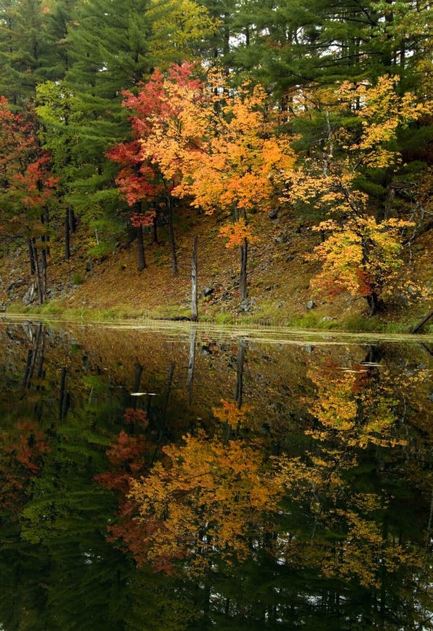 Reflection of Colorful Forest Stock Image - Image of countryside ...