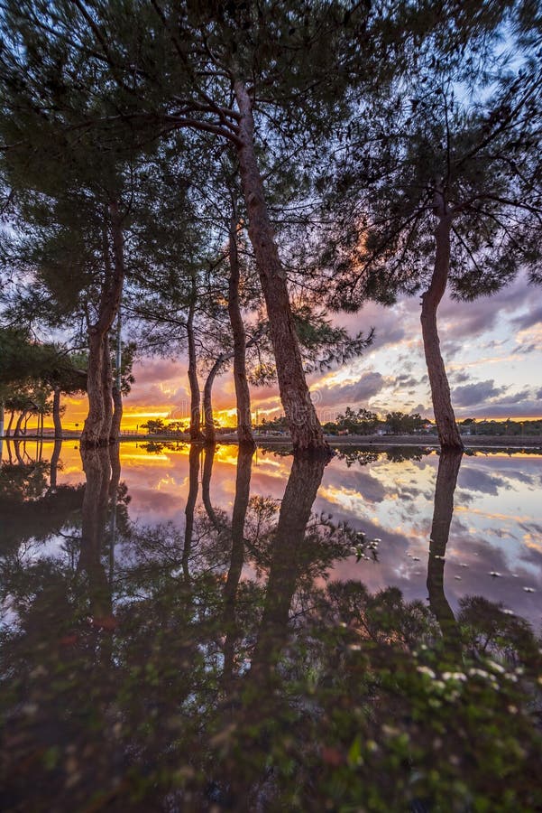 Sunset with Trees and Reflection Stock Photo - Image of evening, yellow ...
