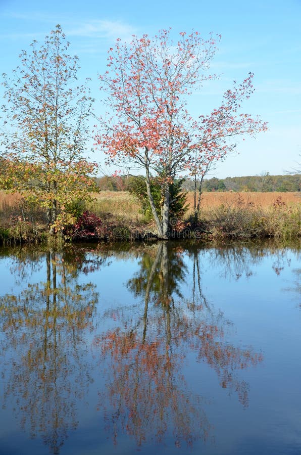 Reflected Autumn Trees stock image. Image of autumn - 161549335