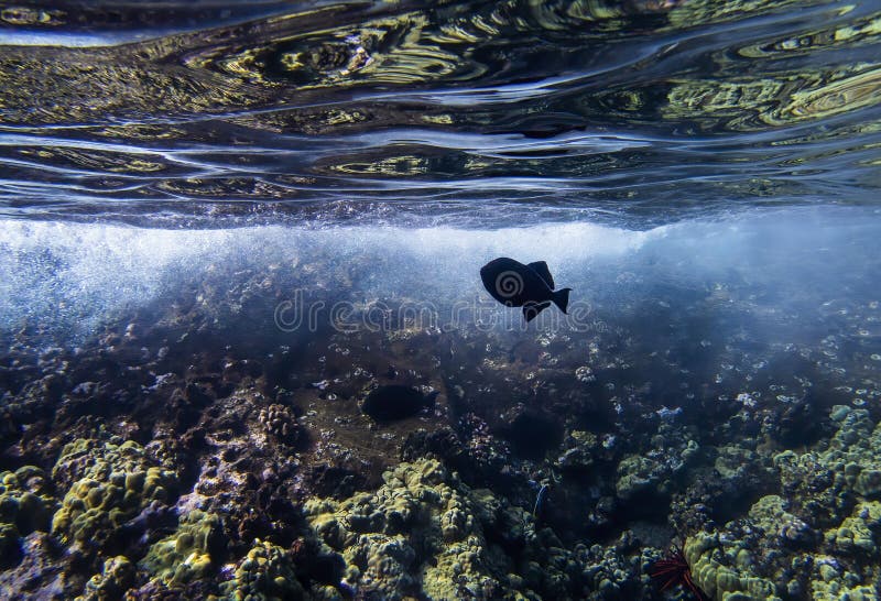 Reflection of Colors and Shapes in Coral Reef with Single Fish Stock ...