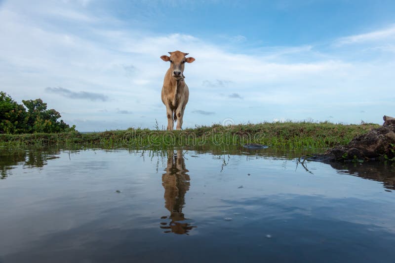 Reflection of Cow in Water Puddle Stock Photo - Image of mammal ...