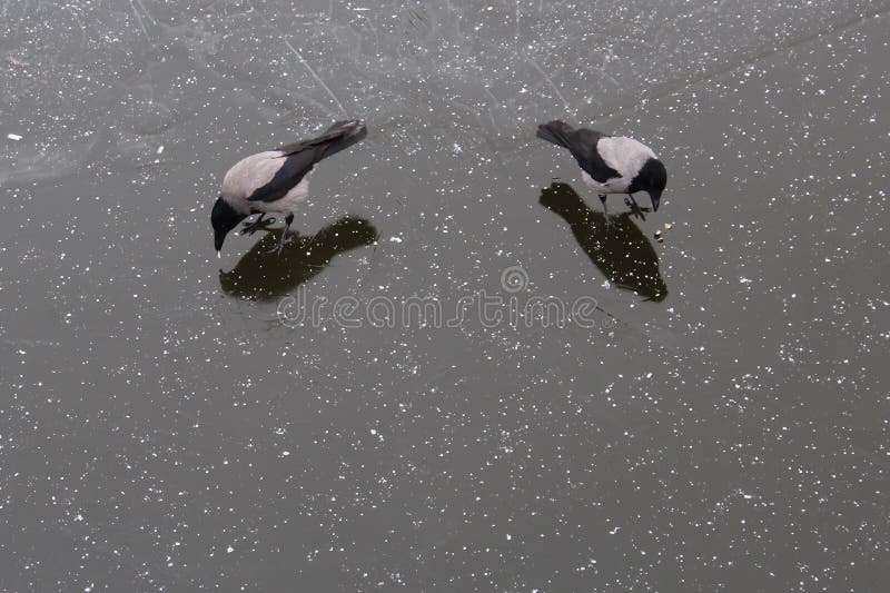 Two Ravens on Ice with Reflections Stock Photo - Image of background ...