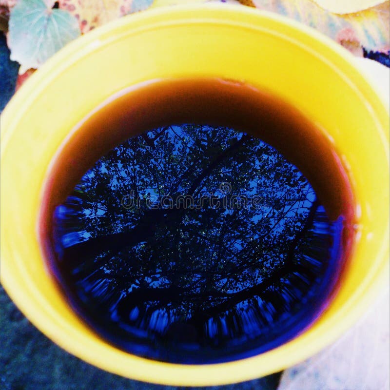 Reflection in a Cup of Black Tea Trees Stock Photo - Image of ...