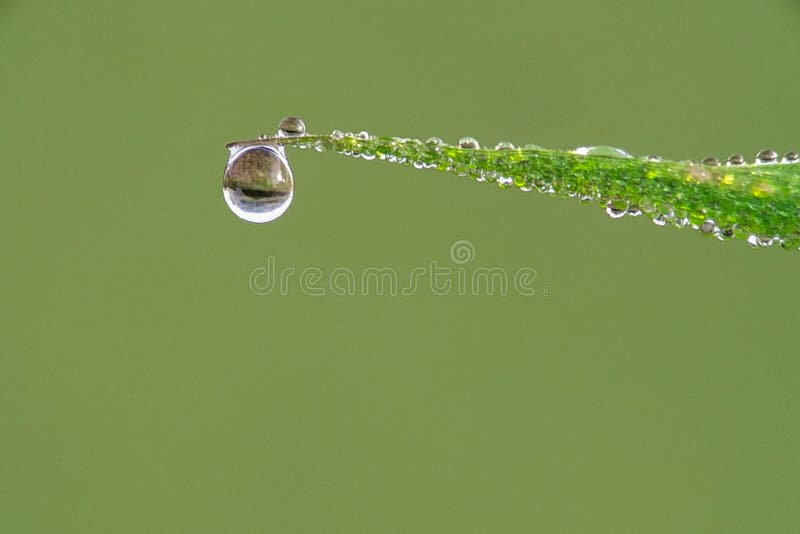 A reflection in a dew stock photo. Image of nature, macro - 162460996