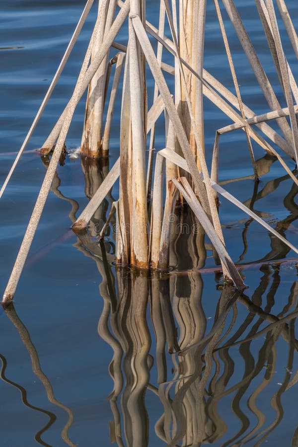 Reflection of Dried Reed in Water Stock Photo - Image of water, marsh ...