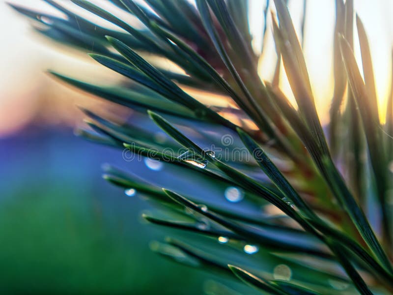 Reflection in a Drop of Water Stock Image - Image of drops, leaves ...
