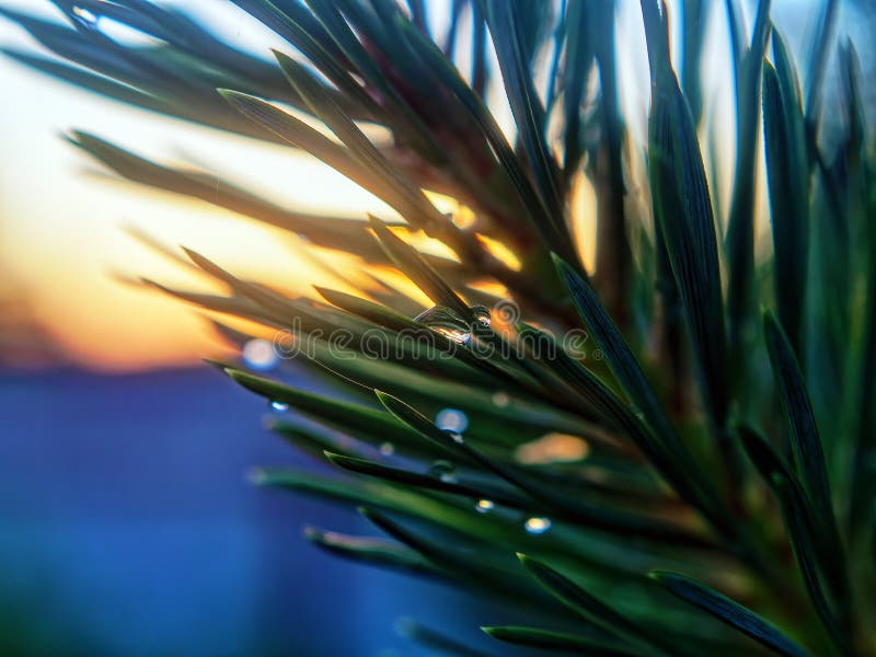 Reflection in a Drop of Water Stock Photo - Image of drops, macro ...
