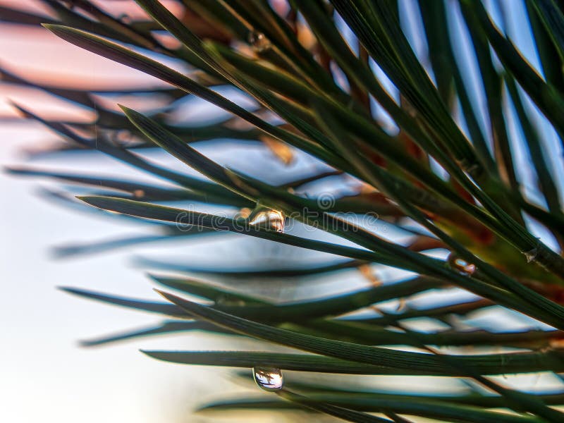 Reflection in a Drop of Water Stock Image - Image of growth, drop ...