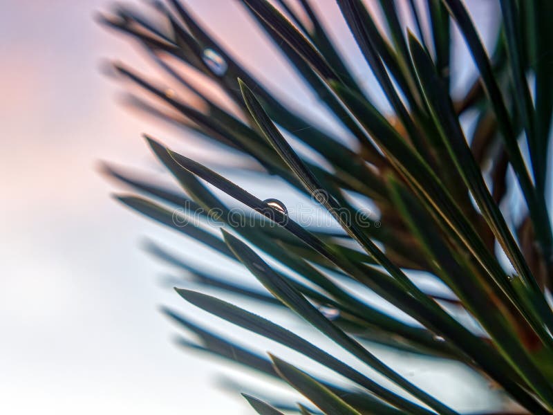 Reflection in a Drop of Water Stock Image - Image of environment ...