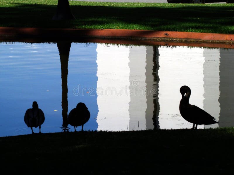 Reflection of Ducks in Pond. Stock Image - Image of pond, colors: 317084597