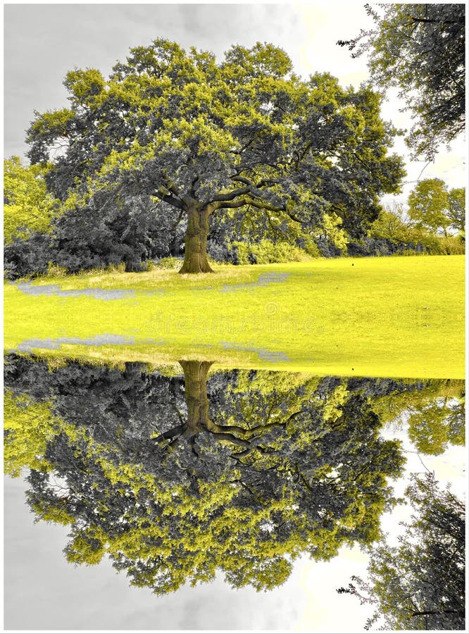 Reflection of an English Oak Tree Stock Photo - Image of leaves ...