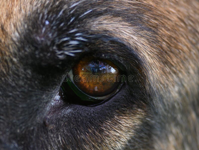 203 Seeing Reflection Animal Stock Photos - Free & Royalty-Free Stock ...