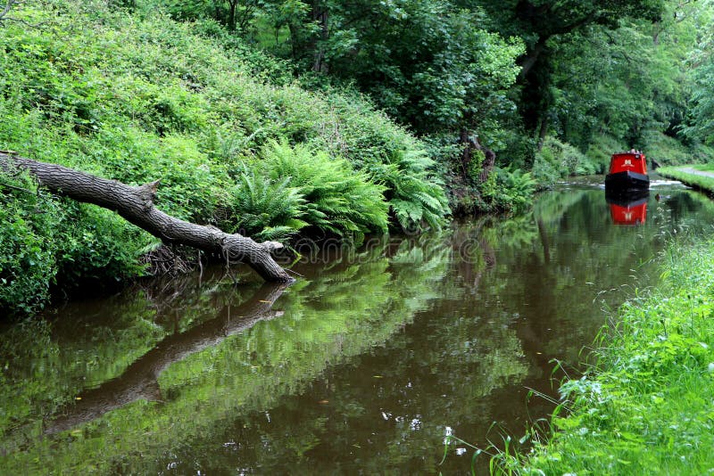 Reflection of a Fallen Tree on the Canal Stock Photo - Image of ...