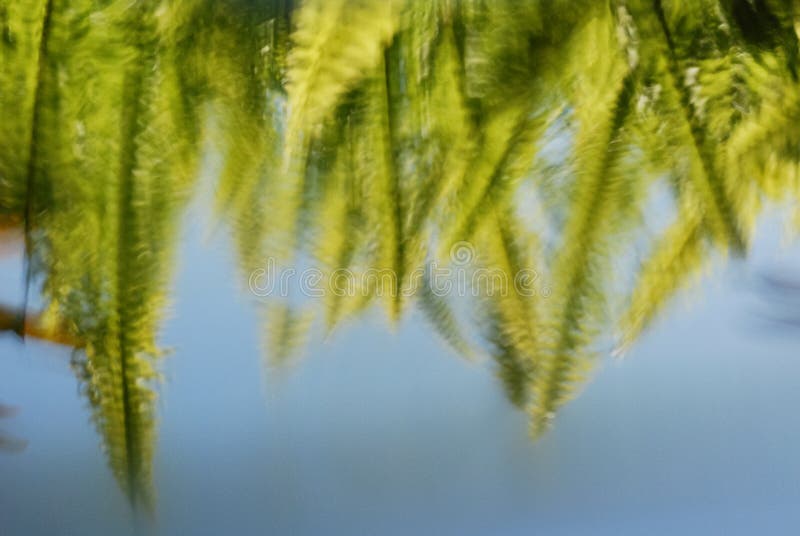 Reflection of Fern Fronds in the Water Stock Photo - Image of plant ...