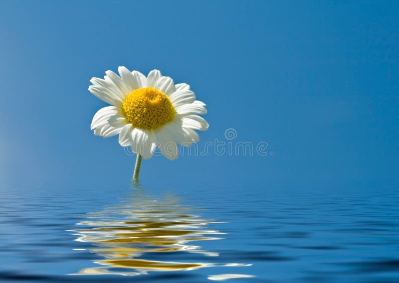 Reflection of a flower stock image. Image of flora, petals - 5716821