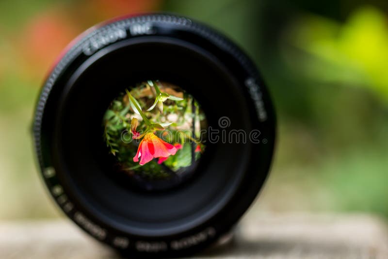 Reflection Flower in Lens of Camera Stock Photo - Image of lens, black ...