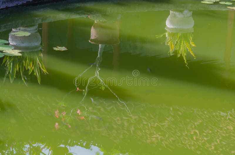 Reflection of Flower Pots in the Pond Stock Photo - Image of landscape ...