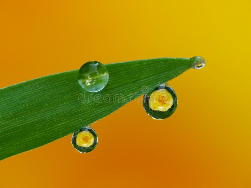 Beautiful Reflection of Flowers Inside Dewdrops Stock Photo - Image of ...