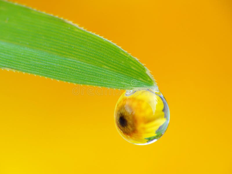 Beautiful Reflection of Flowers Inside Dewdrops Stock Image - Image of ...