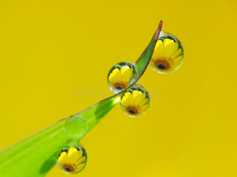 Beautiful Reflection of Flowers Inside Dewdrops Stock Photo - Image of ...