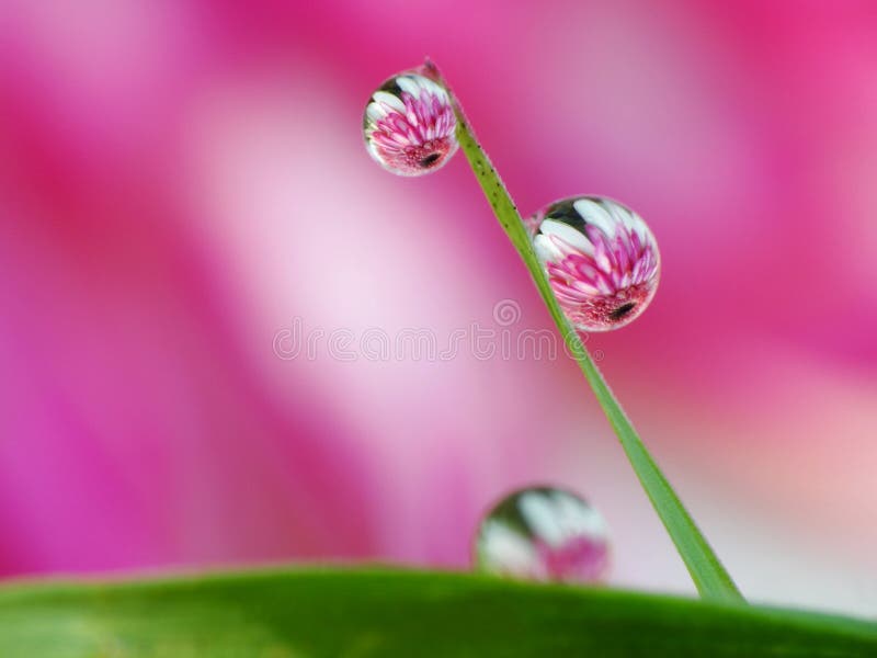 Beautiful Reflection of Flowers Inside Dewdrops Stock Photo - Image of ...