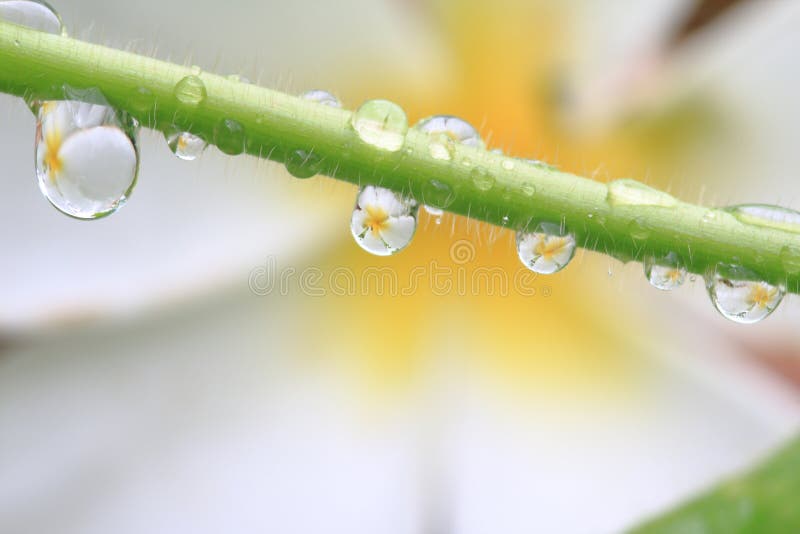 The Reflection of the Flowers Stock Image - Image of growth, bright ...