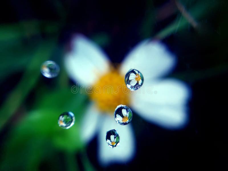 Reflection of flowers stock photo. Image of fresh, focus - 30808782
